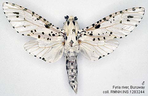 Papua Insects Foundation (Lepidoptera/Cossidae/Zeuzera indica)